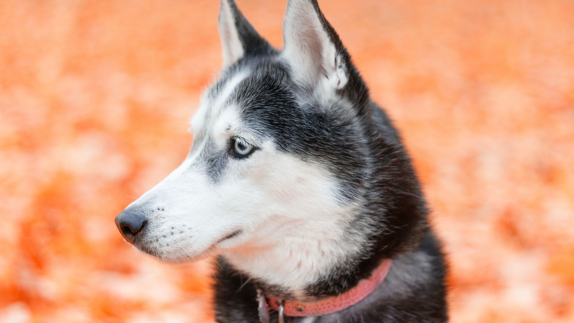 狗壁纸【939】狗壁纸图片_桌面壁纸图片_壁纸下载-元气壁纸