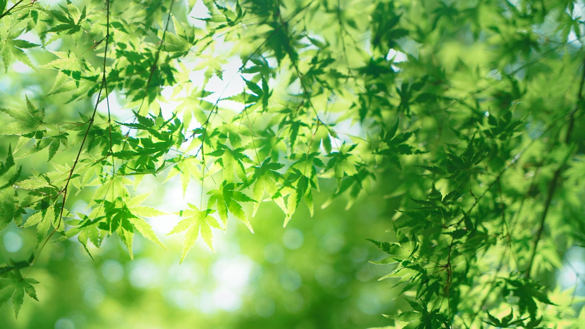 护眼壁纸【139】护眼壁纸图片_桌面壁纸图片_壁纸下载-元气壁纸