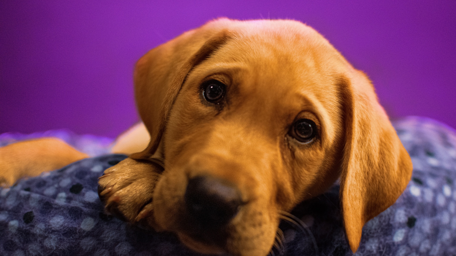 狗壁纸【86】狗壁纸图片_桌面壁纸图片_壁纸下载-元气壁纸