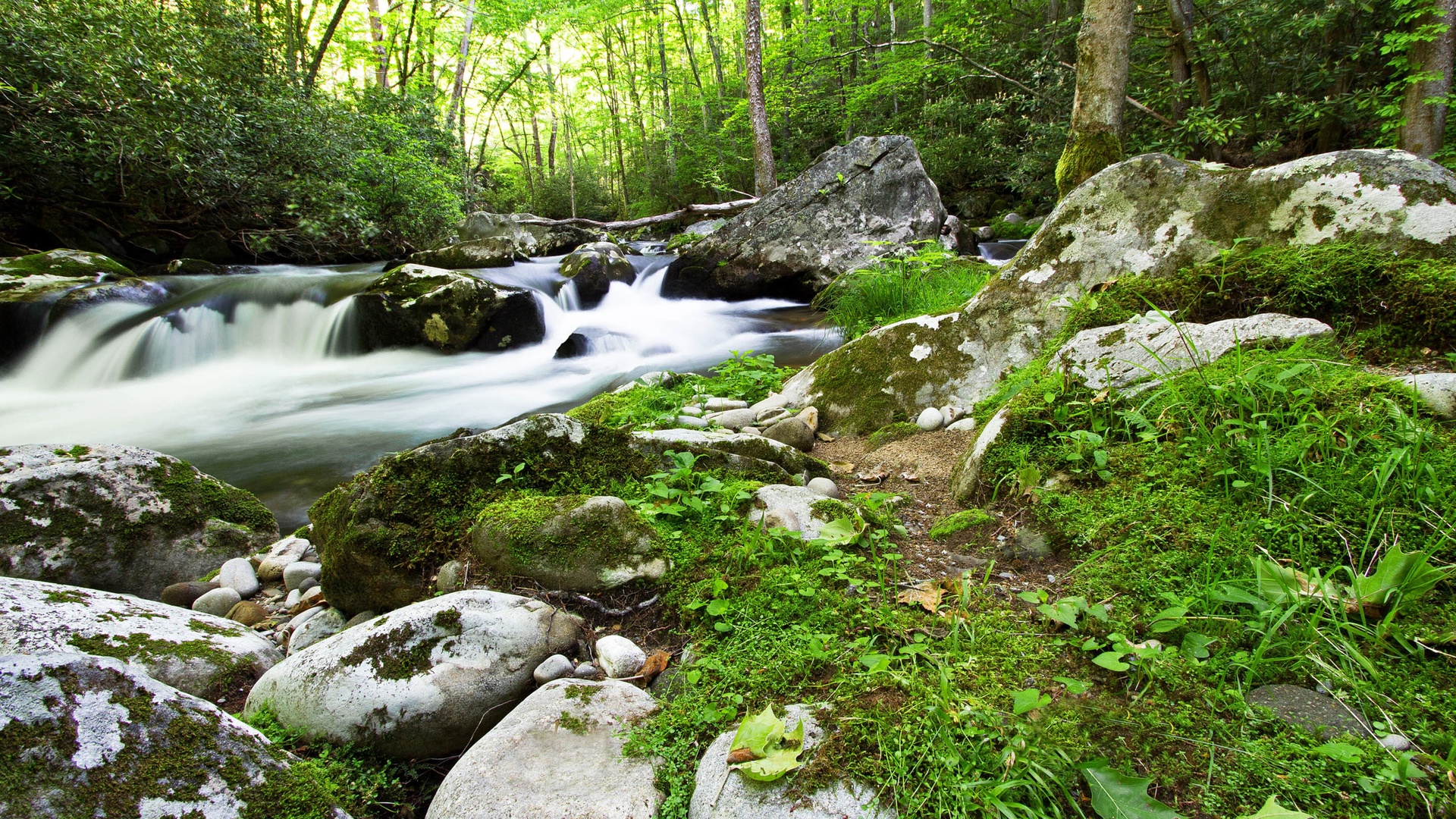 山林 溪流 植被 4K专区壁纸山林壁纸图片_桌面壁纸图片_壁纸下载-元气壁纸