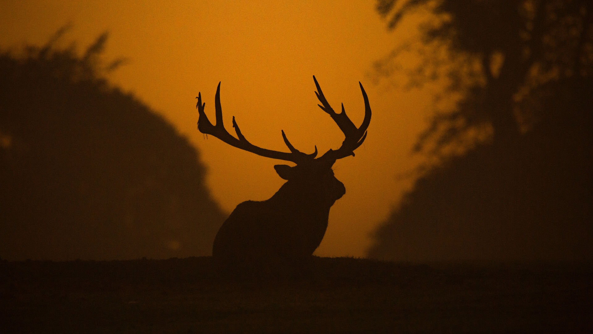 鹿 动物壁纸鹿壁纸图片_桌面壁纸图片_壁纸下载-元气壁纸