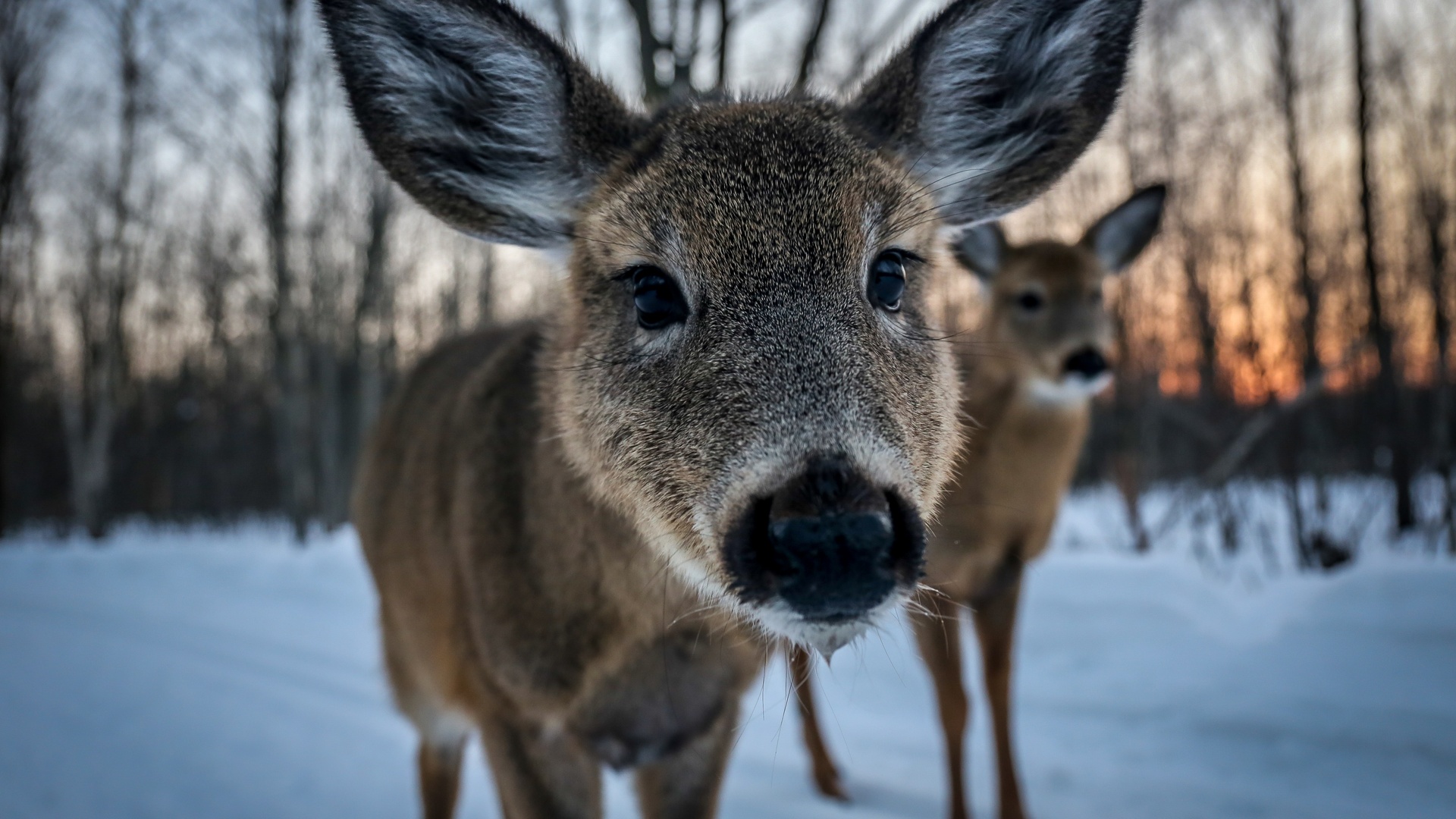 鹿壁纸【26】鹿壁纸图片_桌面壁纸图片_壁纸下载-元气壁纸